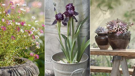 Drought Tolerant Plants For Pots 10 Easy Care
