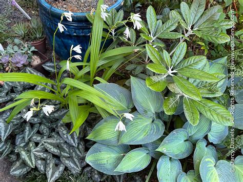 Silvery Blue Plant Combination For Part Shade