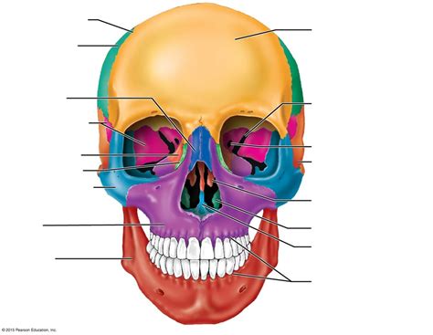Skeletal System Labeled Skull