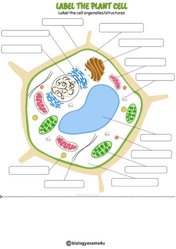 Plant Cell Labeling Worksheet Activity Teaching Resources