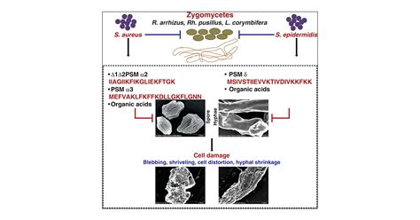 Antagonistic Interaction Of Staphylococcus Aureus And Staphylococcus