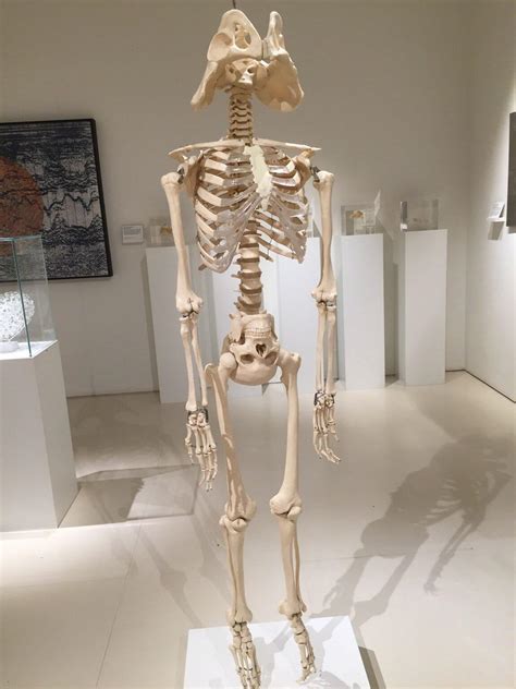 The Skeleton From The ‘butt Face Universe In The Opening Credits X