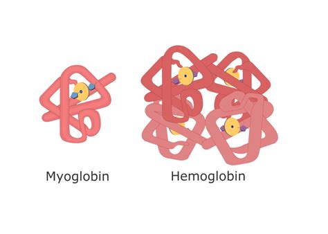 Oxygen Myoglobin Dissociation Curve Getbodysmart