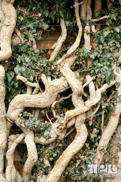 Climbing Roots