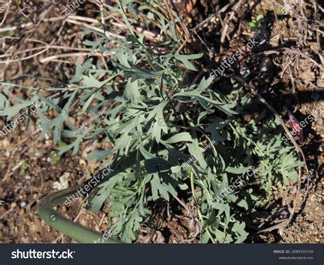 93 Saposhnikovia Divaricata 스톡 사진 이미지 및 사진 Shutterstock