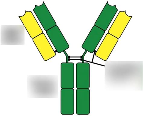 Diagram Of Key Principles Of Immunohistochemistry Quizlet