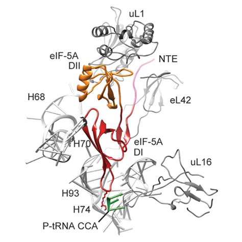 Cipsm Structure Of The Hypusinylated Eukaryotic Translation Factor