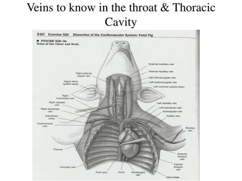 Ppt Fetal Pig Dissection Review Powerpoint Presentation Id3201413