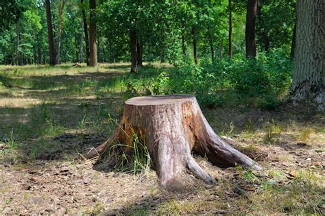 are you stumped countryside