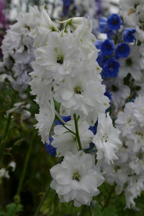Delphinium ‘double Innocence New Millenium Series Proctors Nursery