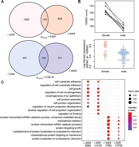 Comparing The Sex Differences In Adults And At Birth A Venn Diagrams Download Scientific Comparing The Sex Differences In Adults And At Birth A Venn Diagrams Download Scientific