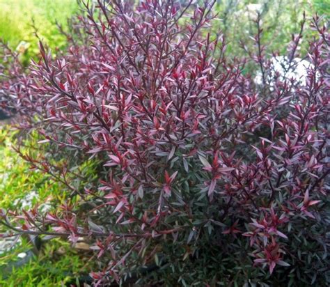 Create A Stunning Landscape With Leptospermum Scoparium Unleashing The Potential Of Dwarf Red