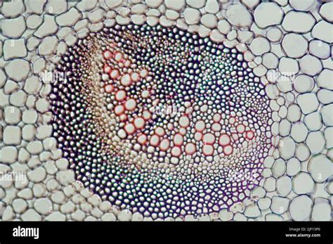 Vascular Bundle Microscope