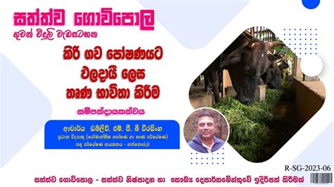 කිරි ගව පෝෂණයට ඵලදායි ලෙස තෘණ භාවිතා කිරීම Youtube