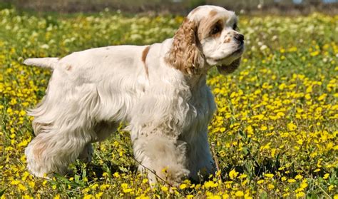Pourquoi écourte T On La Queue Du Cocker Spaniel Cruel