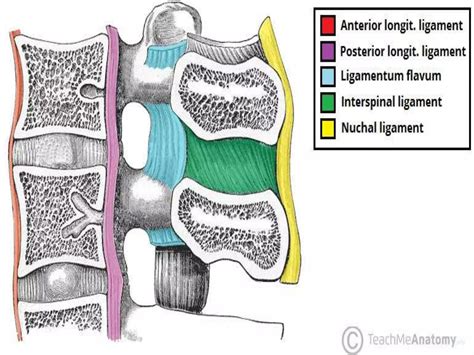 Emergency Care Of Cervical Spine Injuries Pptx