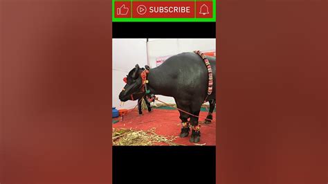 कृषी प्रदर्शनातला साताऱ्यात दीड कोटींचा रेडा Techdarsh Youtube