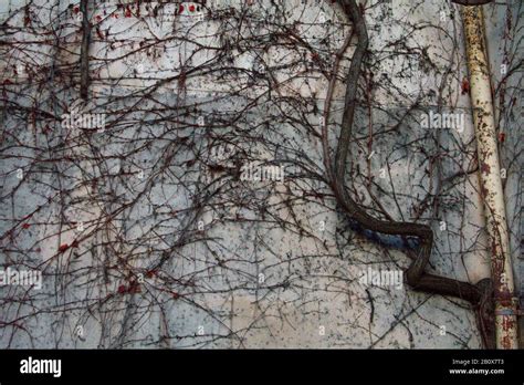 Climbing Tree Growing On A Concrete Wall In Paris Stock Photo Alamy