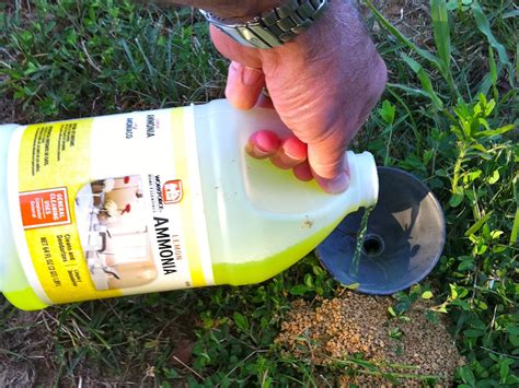 Как убрать пчел от бассейна 92 фото