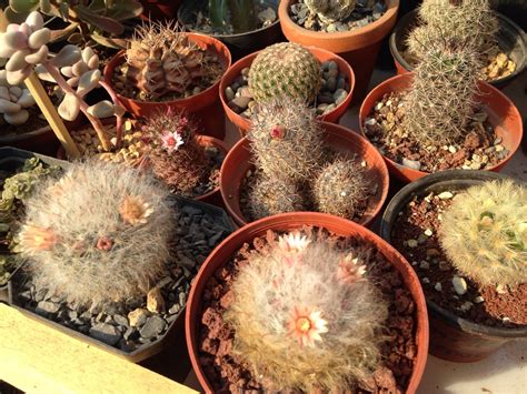 Cactusereus On Tumblr