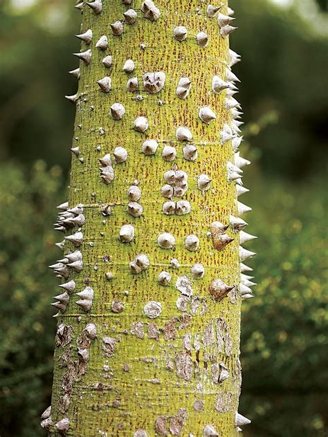 Silk Floss Tree With Thorns At Billy Tate Blog