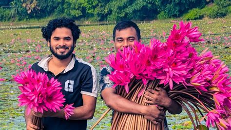 নরসিংদী জেলার সবচেয়ে বড় লাল শাপলা বিল Narsingdi Shorts শাপলা বিল Youtube