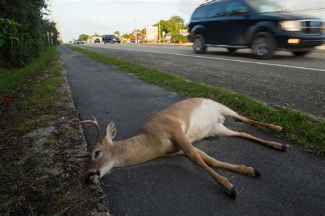Florida Key Deer Joel Sartore
