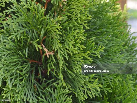 투자 옥시덴탈리스 배경 투자 옥시덴탈리스는 사이프러스 가족 인 Cupressaceae의 상록 수선 나무입니다 0명에 대한 스톡 사진 및 기타 이미지 Istock