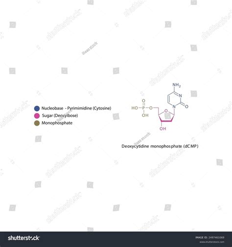 Deoxycytidine Monophosphate Dcmp Skeletal Structure Schematic Stock Vector Royalty Free