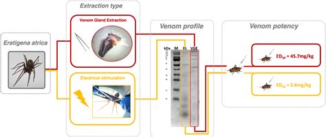 Venom Extraction Method Influences Venom Composition And Potency In The