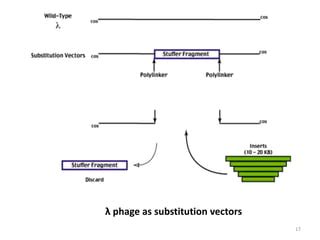 Lectut Btn Ppt L Bacteriophage Lambda And M Vectors PPTX