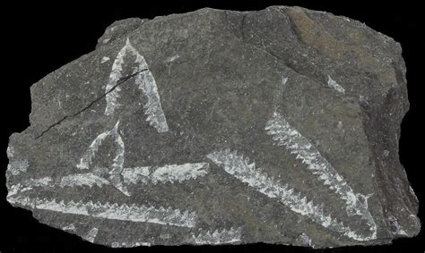 Fossil Graptolites Didymograptus Great Britain 67993 For Sale