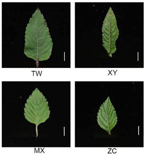 Quasi Targeted Metabonomics Reveals Metabolites Associated With Antioxidant Activity Of Mesona