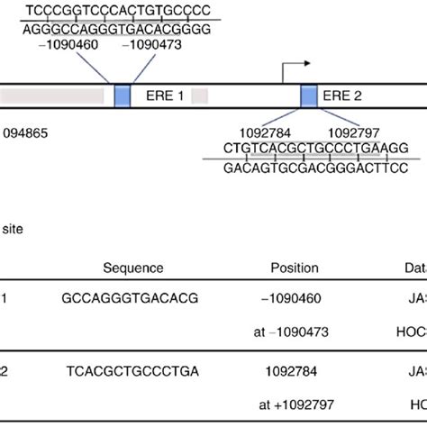 Characterization Of Gper Expression In Human Gb Derived Cell Lines A Download Scientific