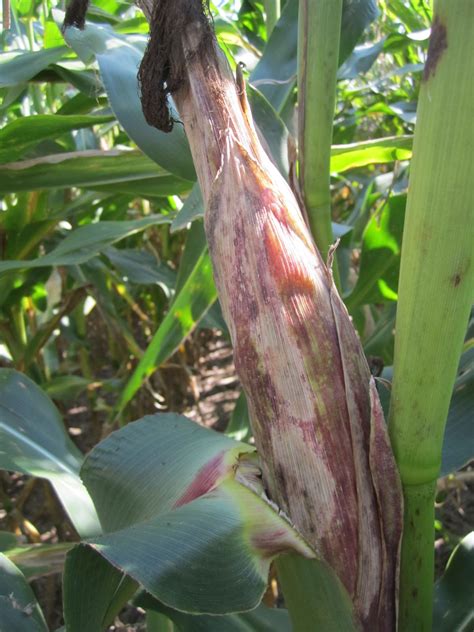 Grain Crops Update Red Corn Leaves And Stalks