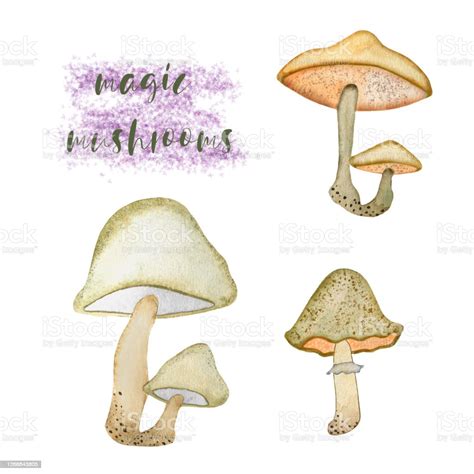 숲 버섯 세트의 수채화 일러스트는 수채화로 손으로 그려져 있으며 모든 종류의 디자인에 적합합니다 Boletus에 대한 스톡 벡터 아트 및 기타 이미지 Istock