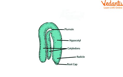 Plant Embryo Diagram