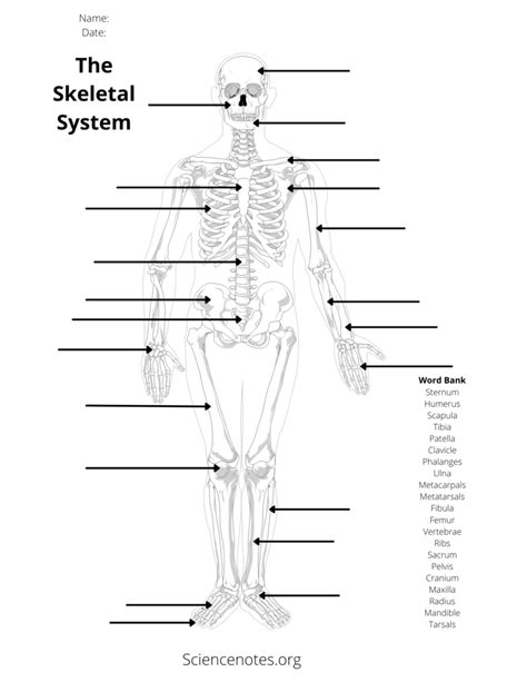 Human Body Systems Chart Worksheets Printable Worksheets