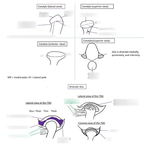 Diagram Of TMJ Quizlet