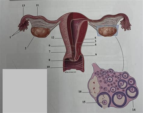 Internal Reproductive Organs Of A Female Lab 8 Diagram Quizlet