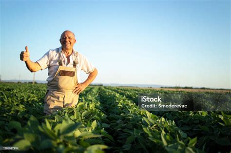 수확하기 전에 작물을 확인하는 엄지 손가락을 들고 대두 밭에서 수석 근면 농부 농경가의 초상화 유기농 식품 생산 및 재배 엄지손가락을 위로에 대한 스톡 사진 및 기타 이미지