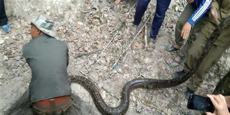 Arunachal Python Rescued And Relocated