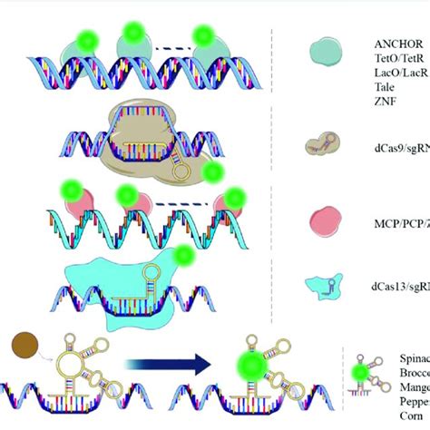 Dynamic Dna And Rna Imaging Tools Images Showing Dna Double Strand Download Scientific