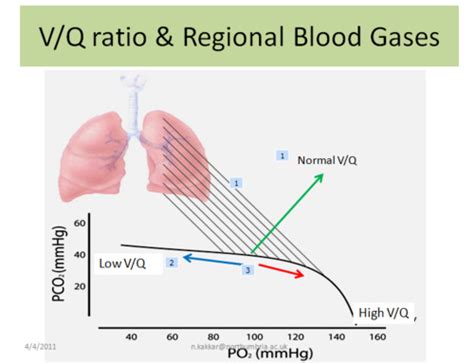 V Q Ratios Of The Lungs 2 62 Flashcards Quizlet