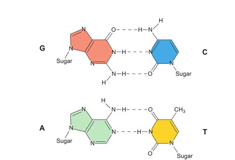 生物知识点：核苷酸的结构与功能