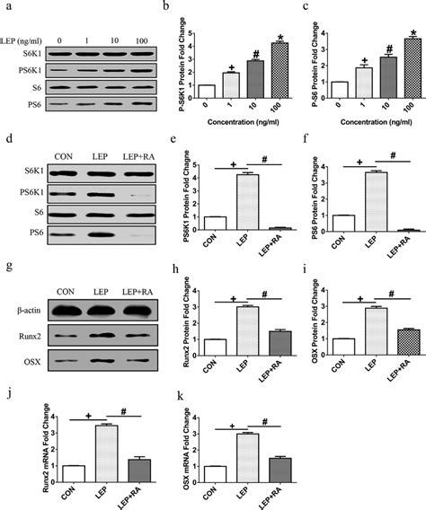 Leptin Induces Osteogenic Differentiation Of TDSCs In Vitro Through