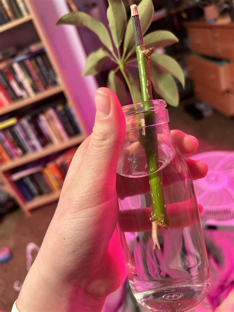Finally My Schefflera Finally Popped A Root And Its A Twin