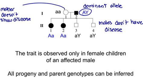 Lecture 6 X Y Linked Traits Non Disjunction Sex Determination Flashcards Quizlet
