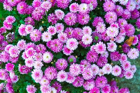 Chrysanthemum Flower Pic At Alyssa Coode Blog
