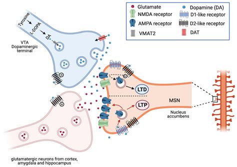 Cells Free Full Text Dopamine The Neuromodulator Of Long Term Synaptic Plasticity Reward